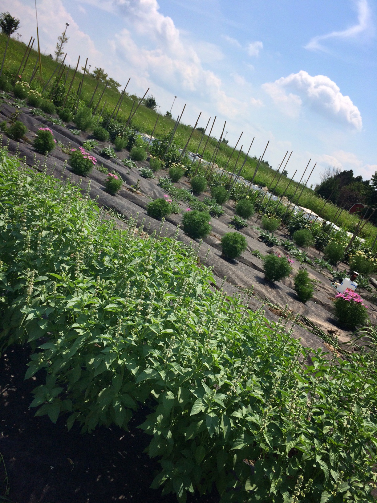Eau de lime basil - Cornelia McNamara Flowers