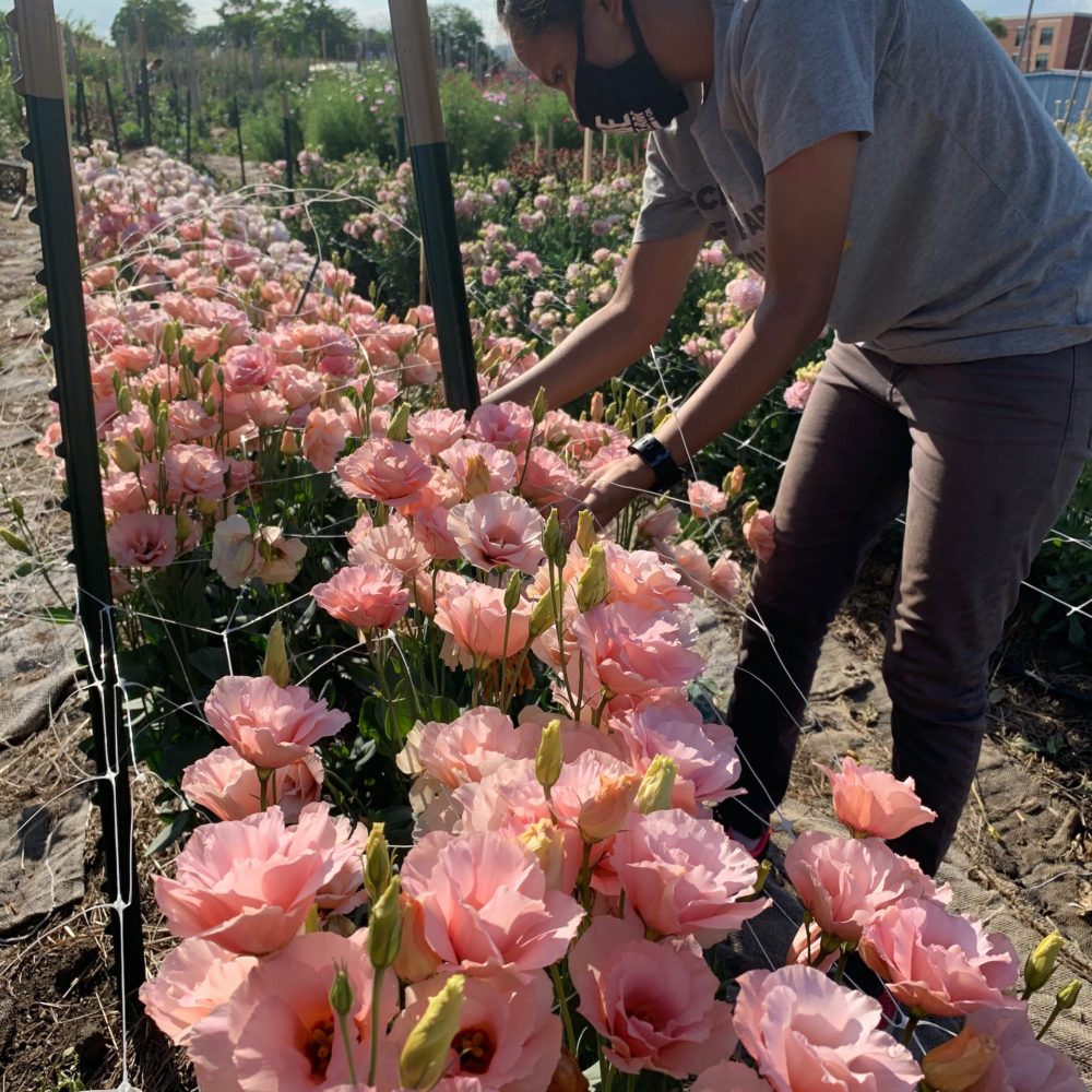 Pandemic as a Portal - Cornelia McNamara Flowers