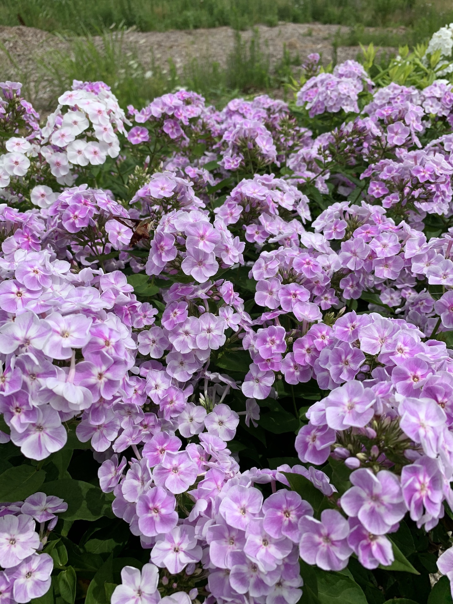 Chicago flower farm in June - Cornelia McNamara Flowers