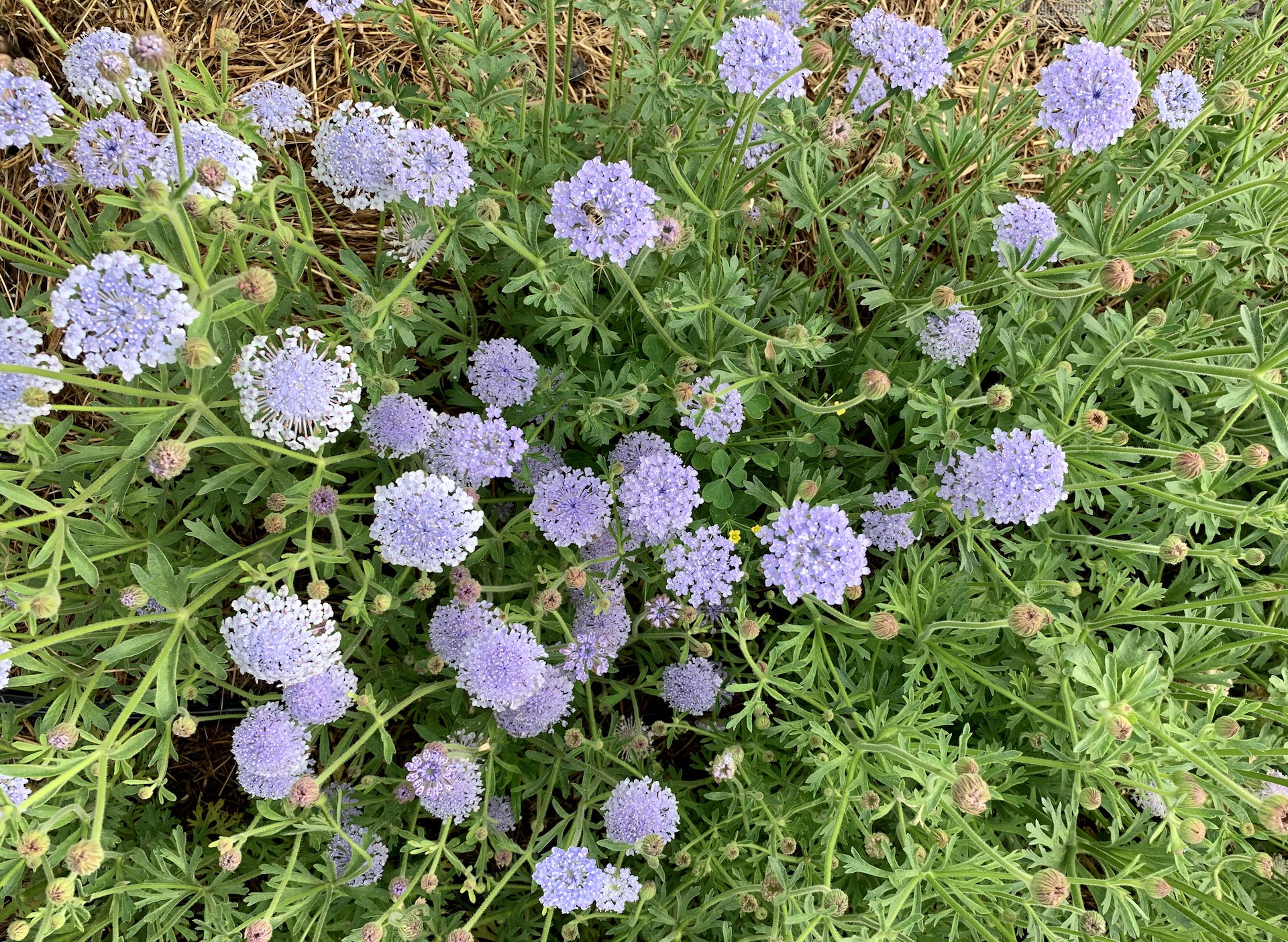 Chicago flower farm in June - Cornelia McNamara Flowers